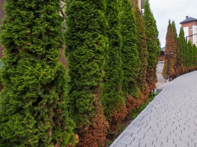 The Best Trees And Shrubs For Privacy Screening | Plant Professionals